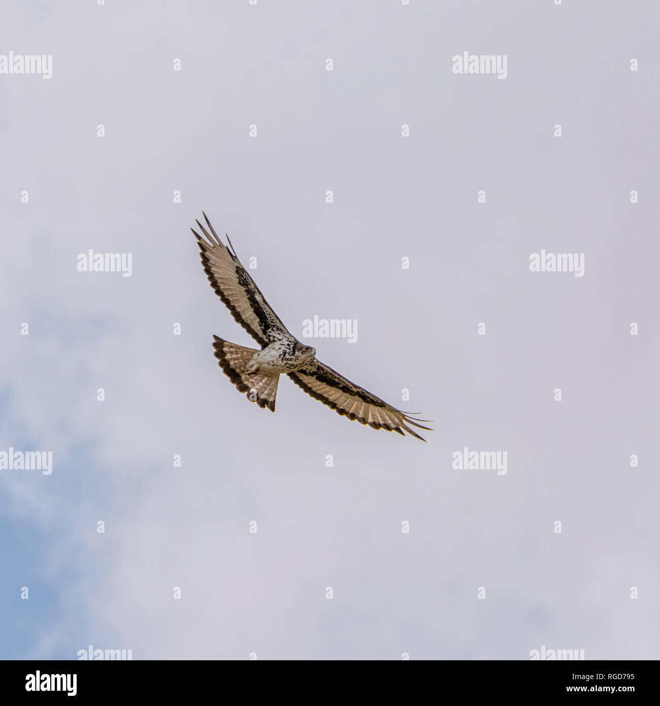 An African Hawk-eagle in flight over Southern African savanna Stock ...