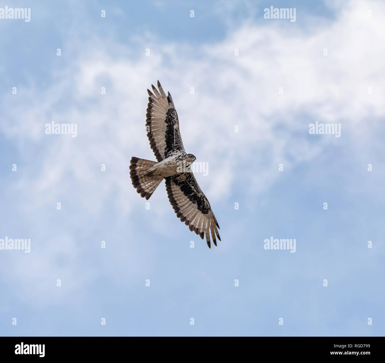 African hawk eagle hi-res stock photography and images - Alamy