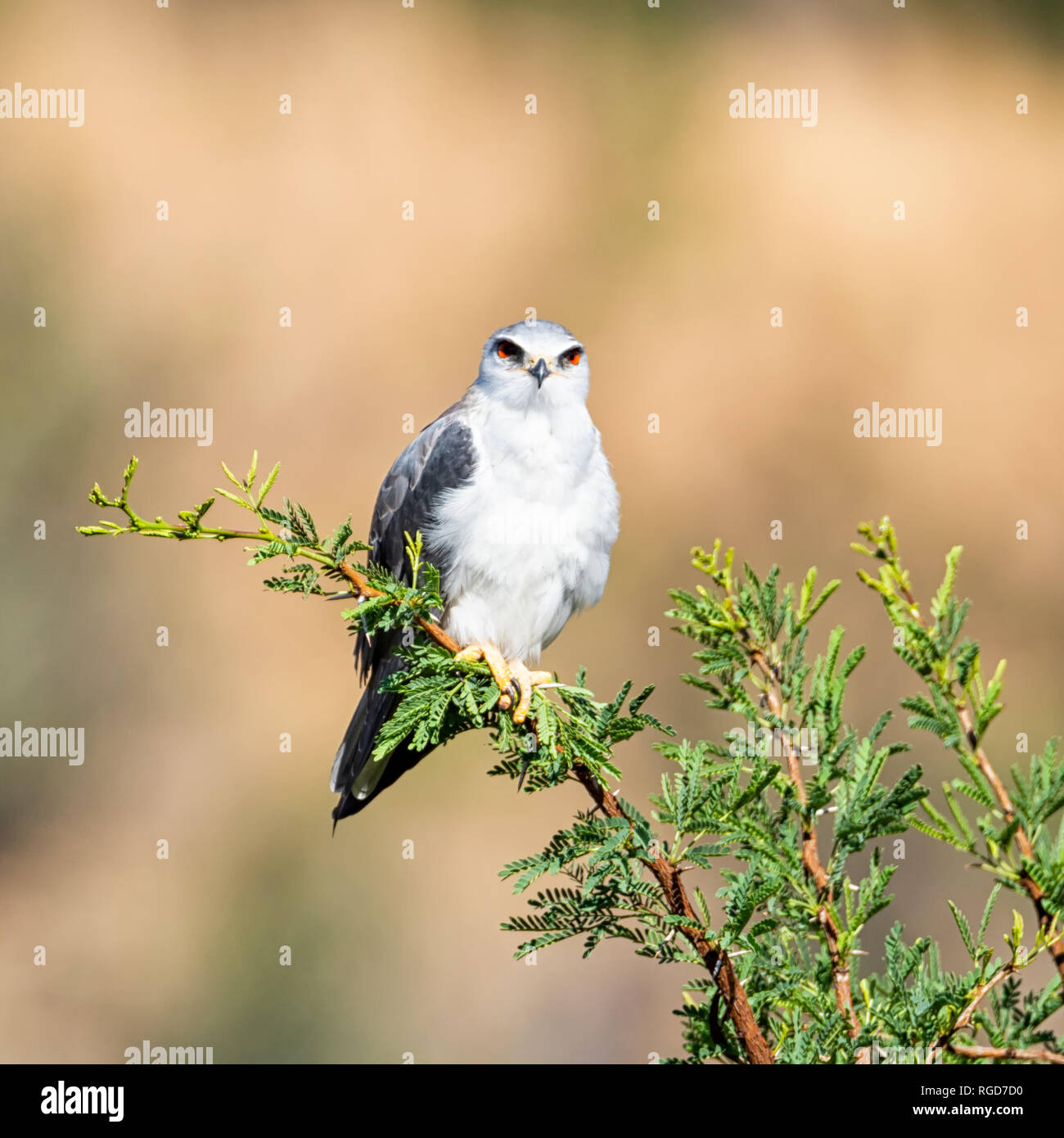 A Black-shouldered Kite perched in a tree in Southern African savanna ...