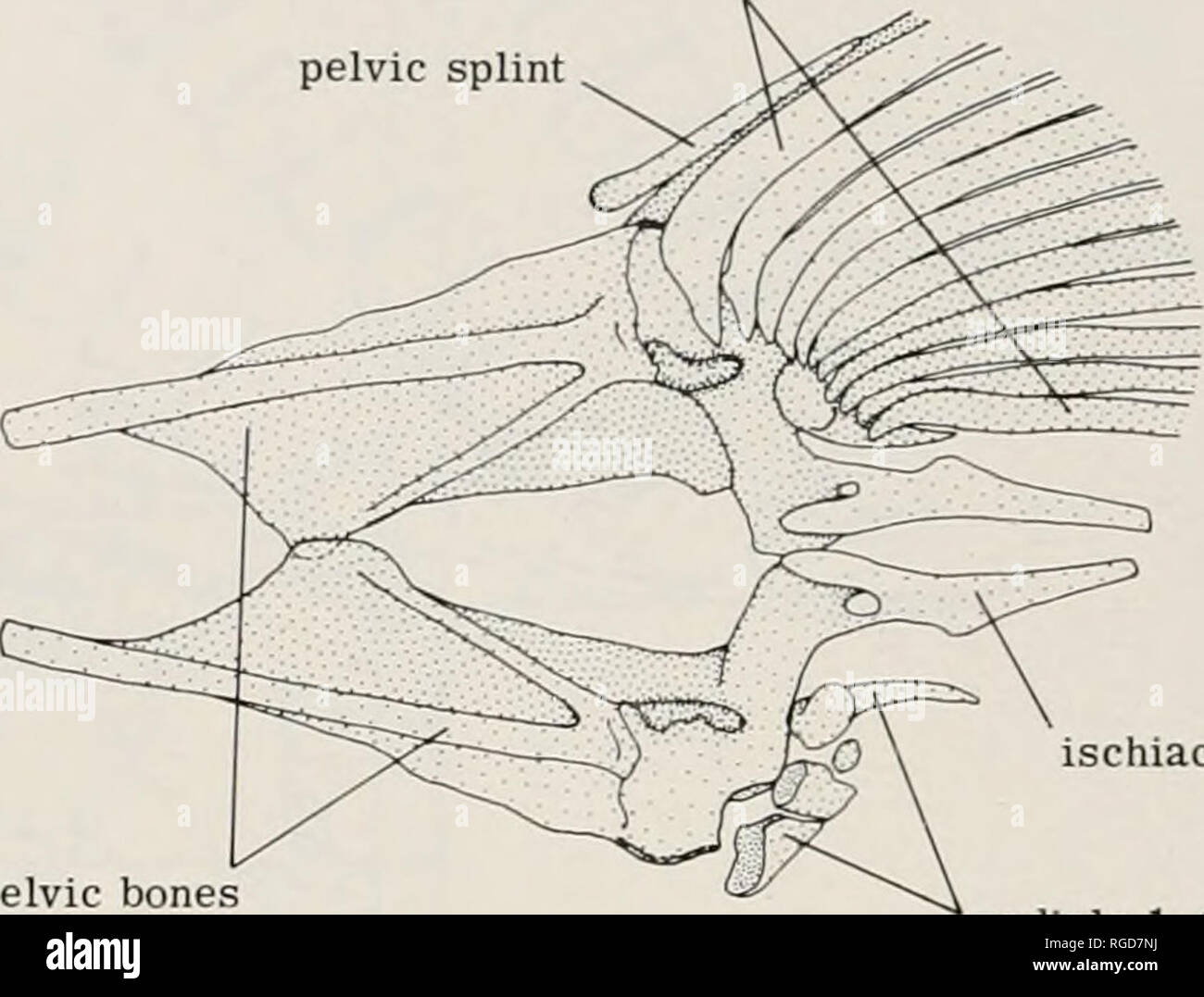 Pelvic girdle ventral hi-res stock photography and images - Alamy