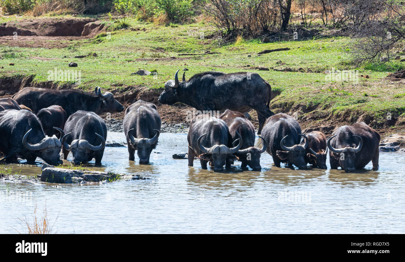A hard of Cape Buffalo drinking from a river in Southern African ...