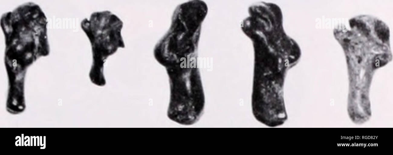 . Bulletin of the Museum of Comparative Zoology at Harvard College ...