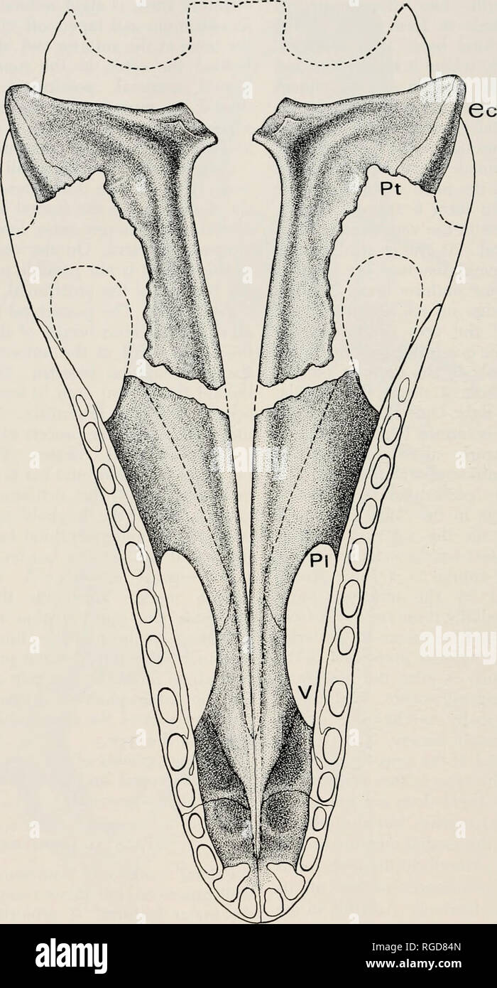 Saurosuchus Skeleton