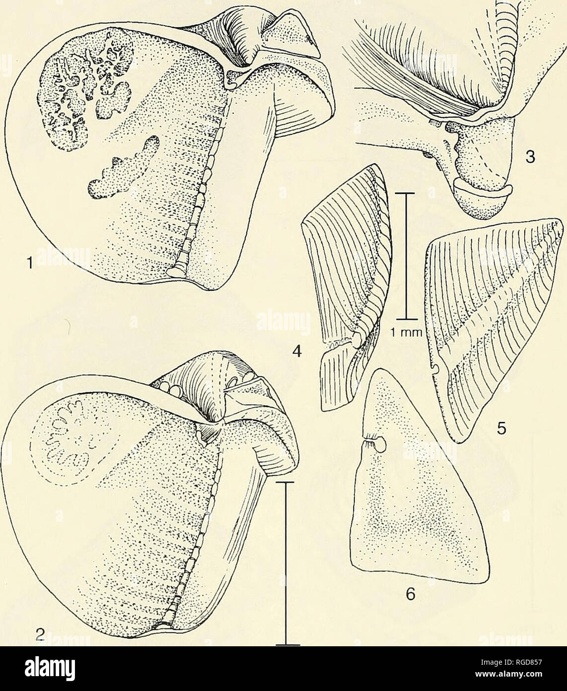 . Bulletin of the Museum of Comparative Zoology at Harvard College ...