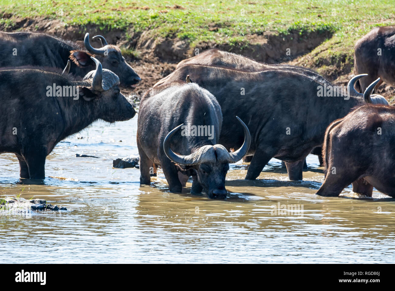 A hard of Cape Buffalo drinking from a river in Southern African ...
