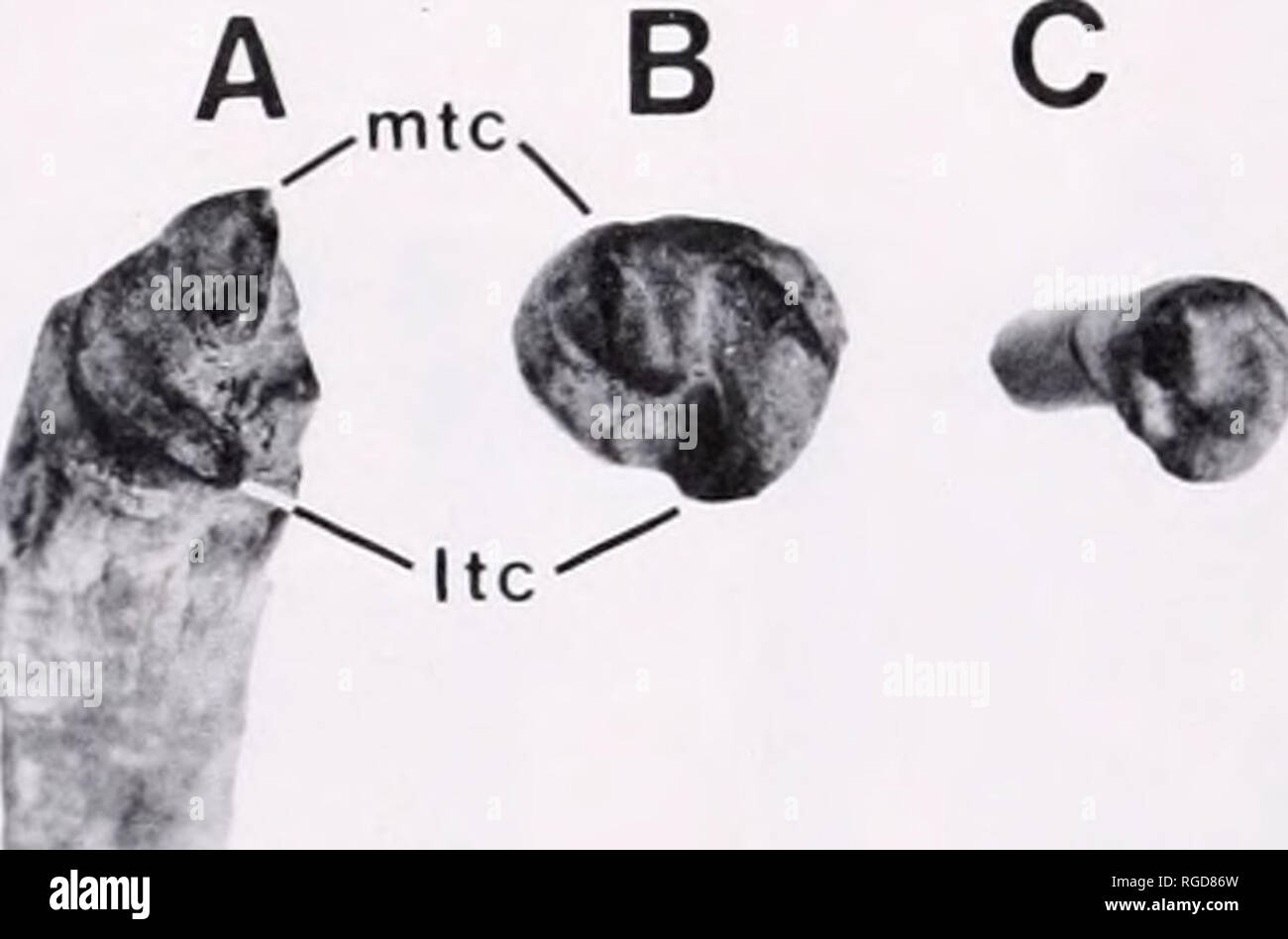 . Bulletin of the Museum of Comparative Zoology at Harvard College ...
