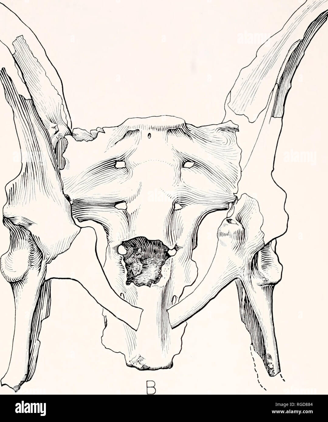 . Bulletin of the Museum of Comparative Zoology at Harvard College ...