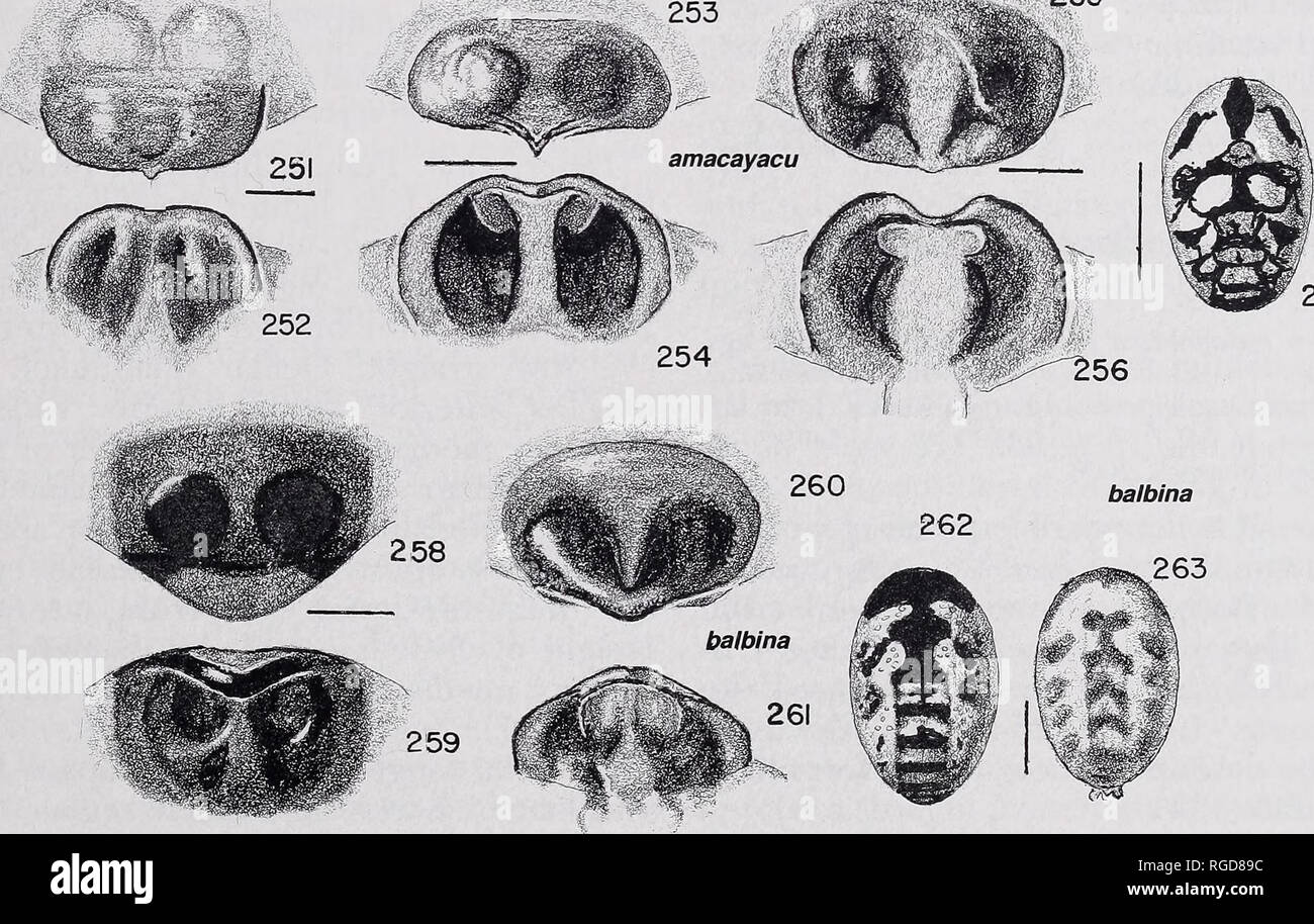 Cymbium species hi-res stock photography and images - Alamy