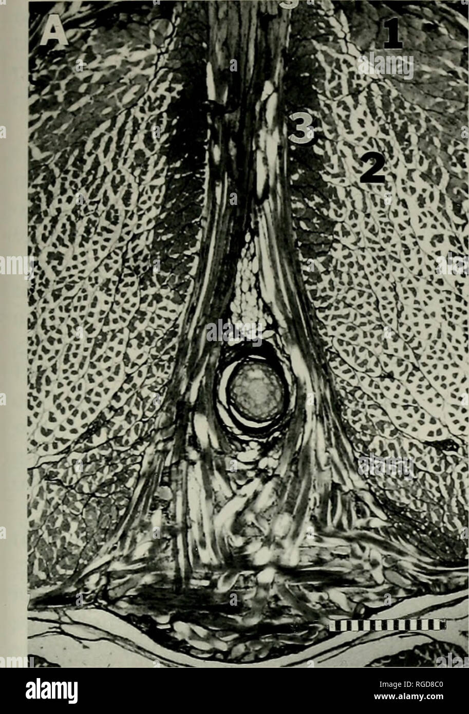 . Bulletin of the Museum of Comparative Zoology at Harvard College ...