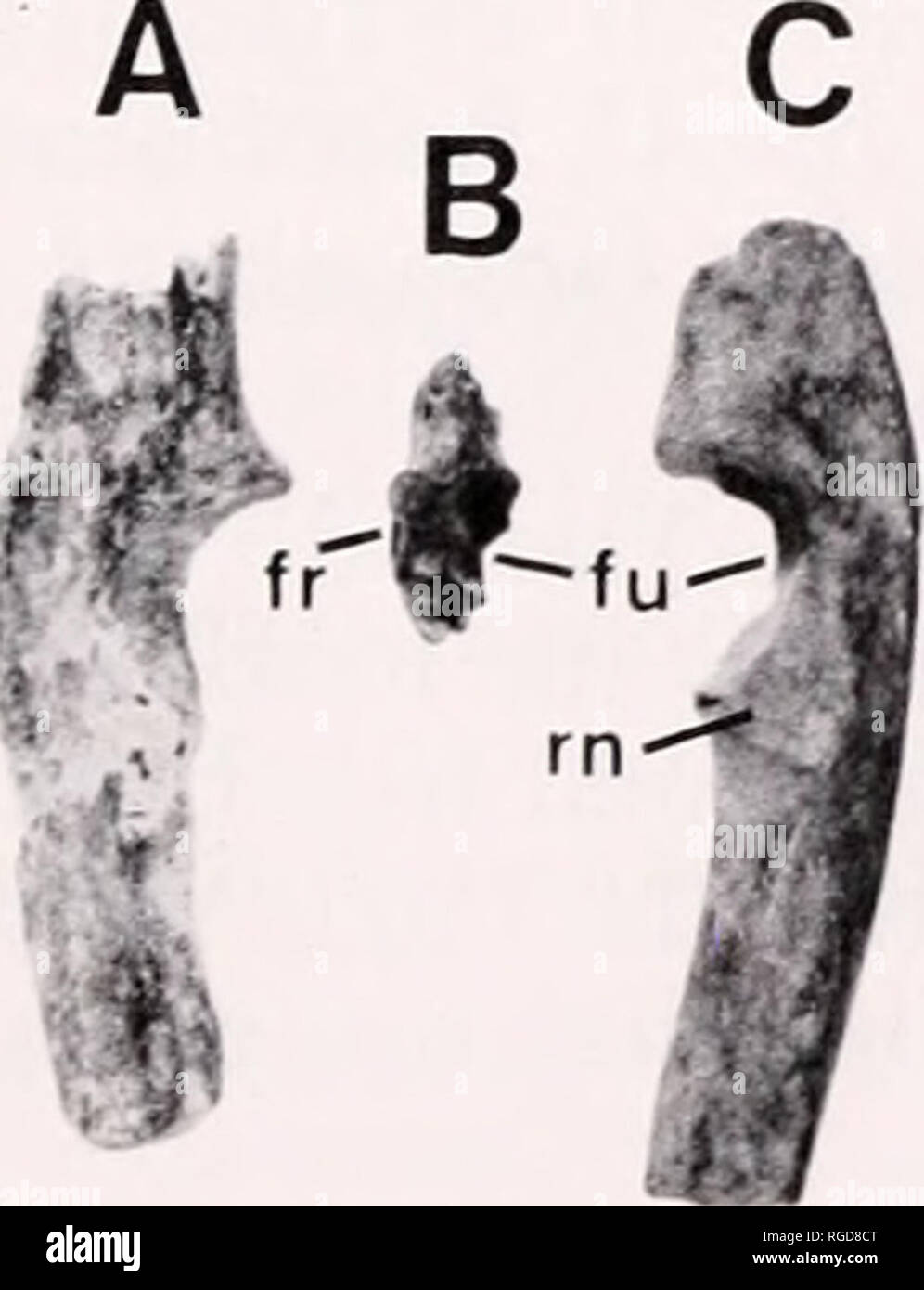 Distal Fragment High Resolution Stock Photography and Images - Alamy