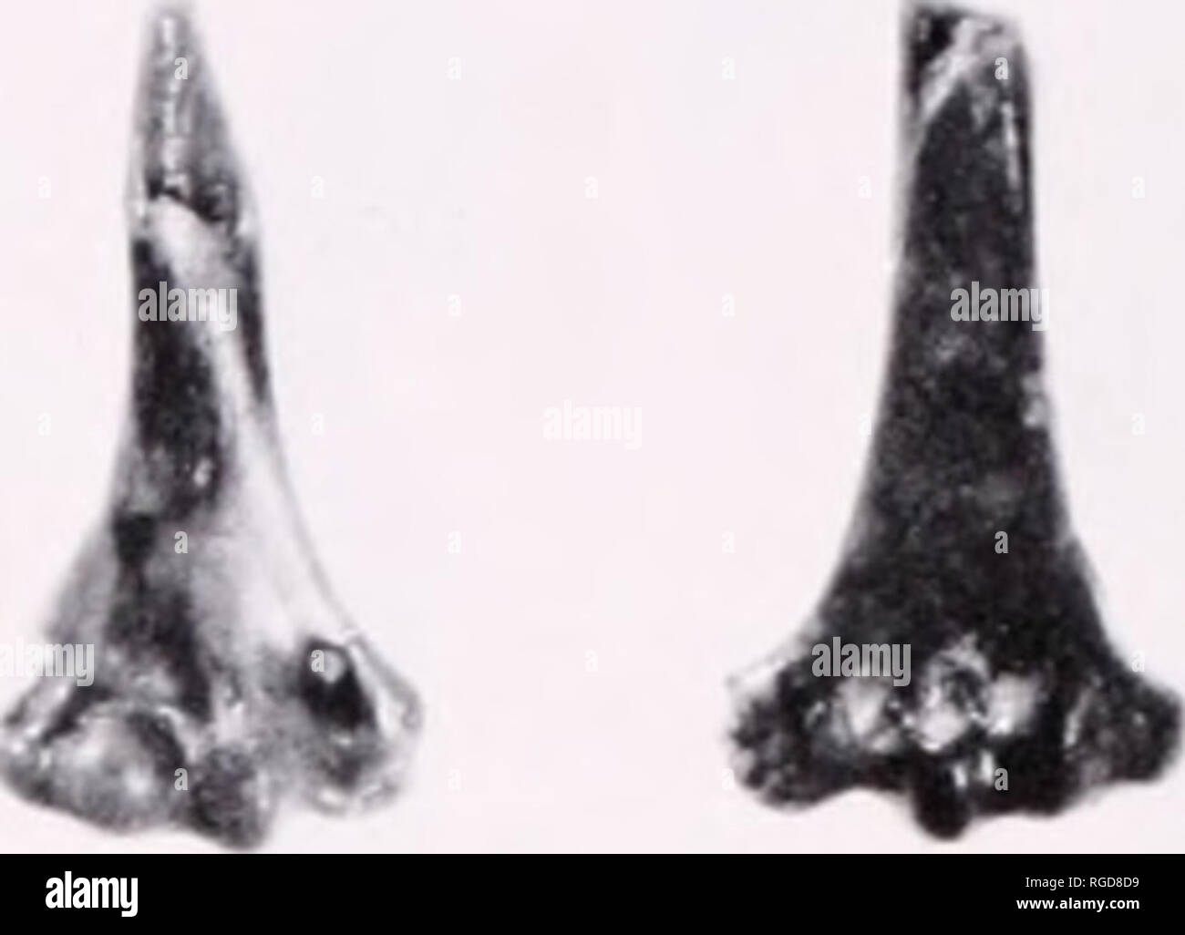 . Bulletin of the Museum of Comparative Zoology at Harvard College ...