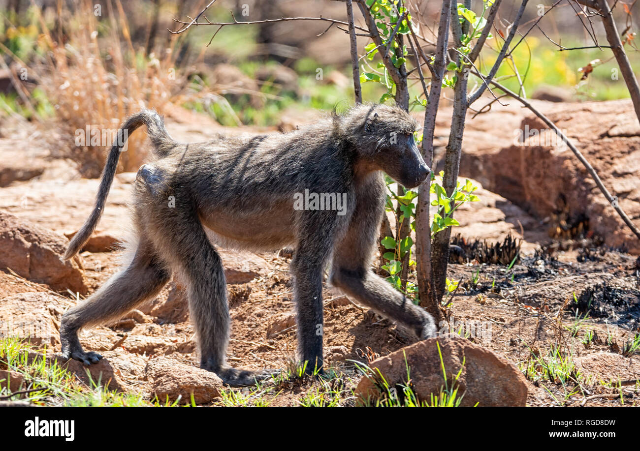 A male Chacma baboon walking in Southern African savanna Stock Photo ...
