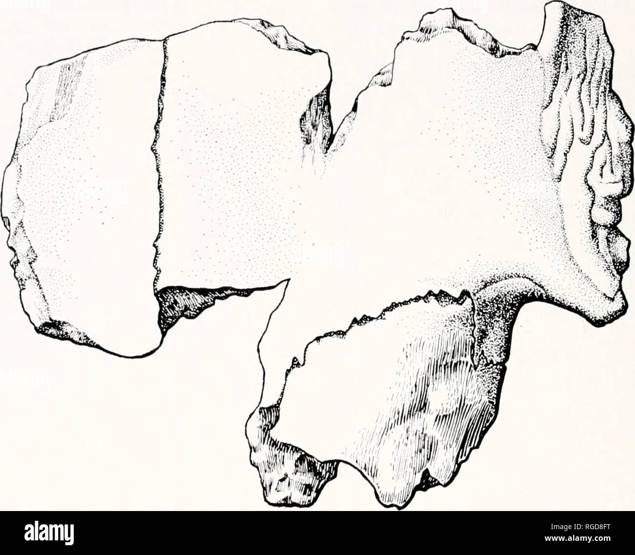 Cranial roof hi-res stock photography and images - Alamy