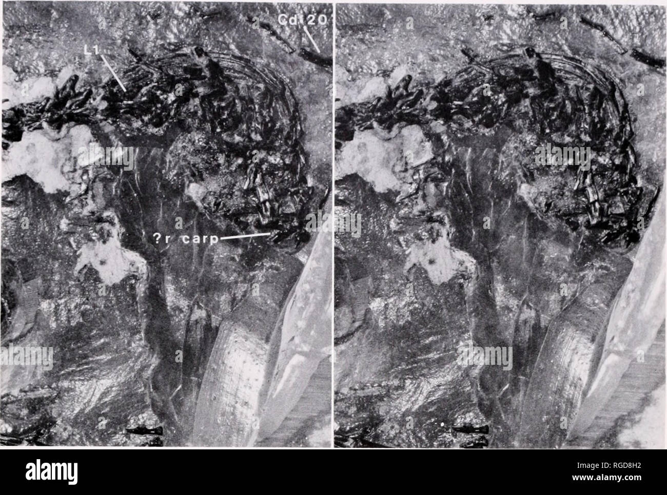 Cd20 hi-res stock photography and images - Alamy