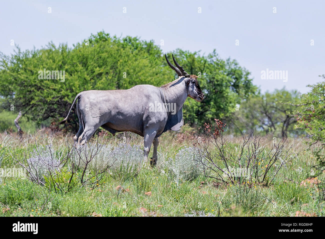 An Eland bull in Southern African savanna Stock Photo - Alamy