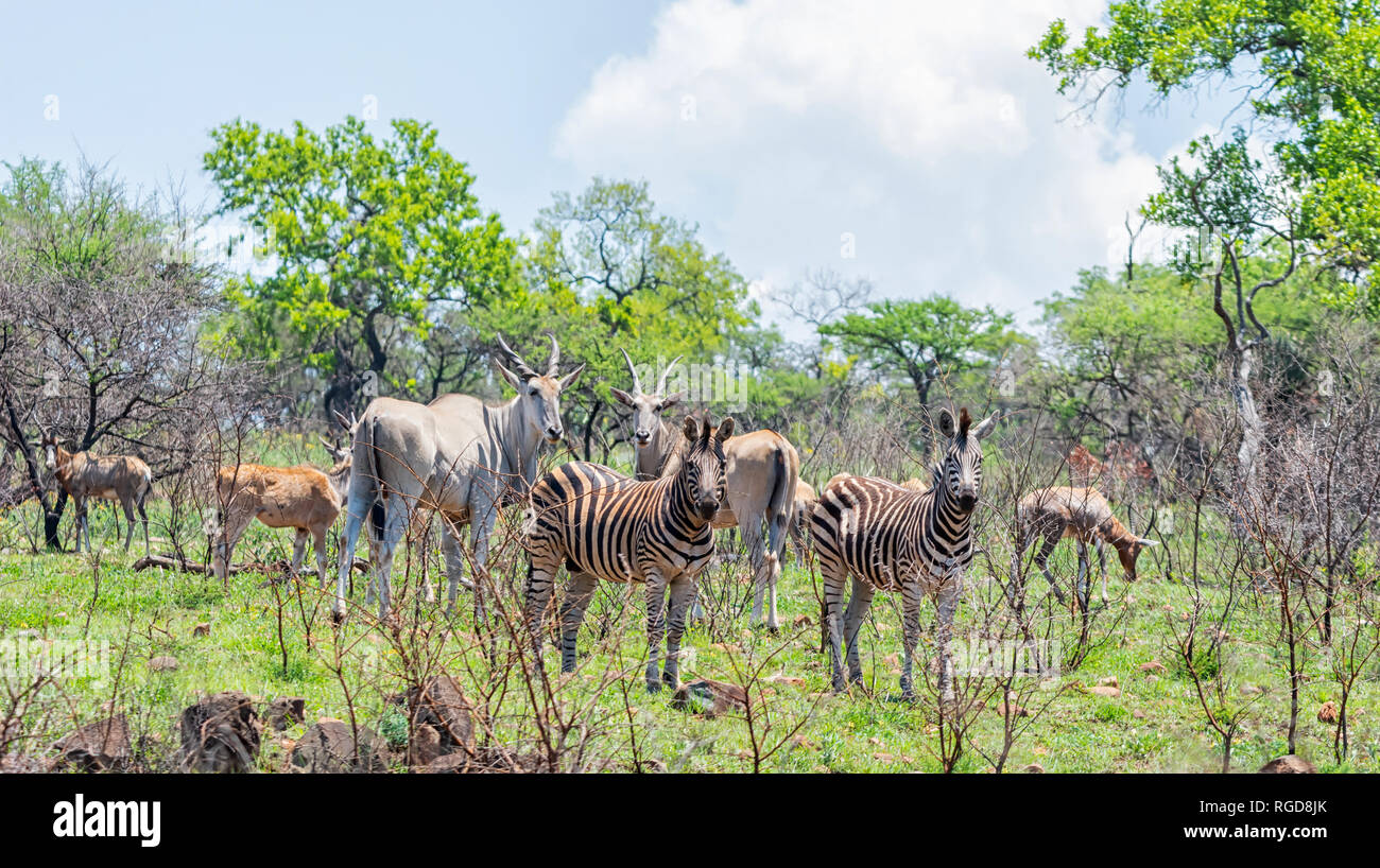 Eland, Zebra and Hartebeest in Southern African savanna Stock Photo - Alamy