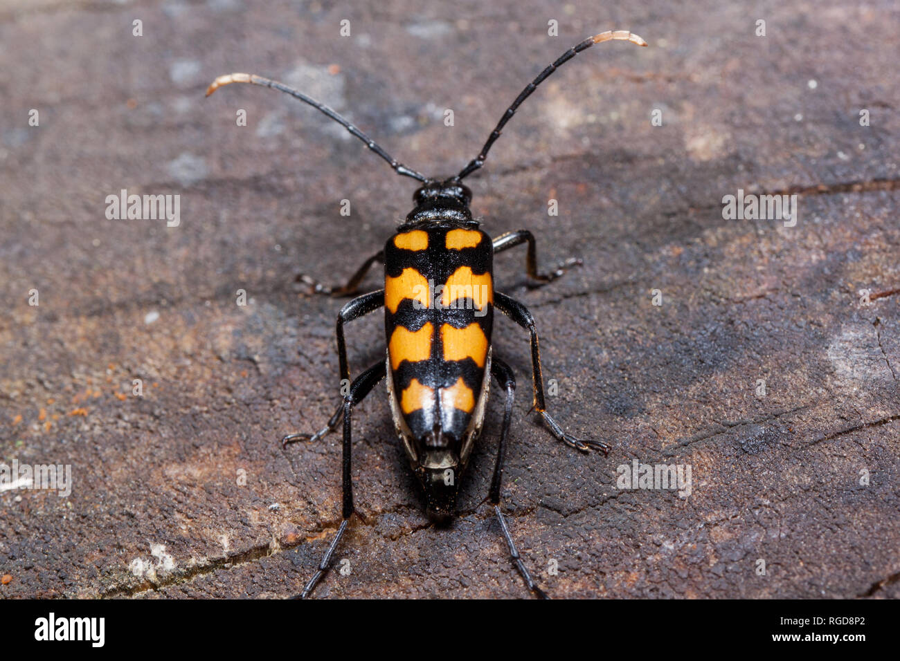 Death watch beetle hi-res stock photography and images - Alamy