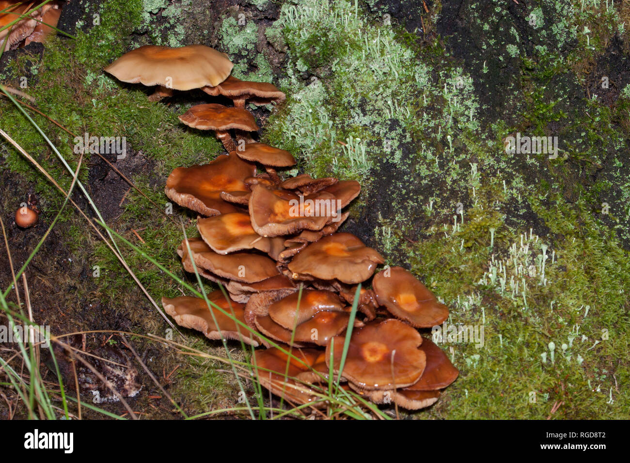 Group of different fungus are growing on a old stub. Parasitic plant ...