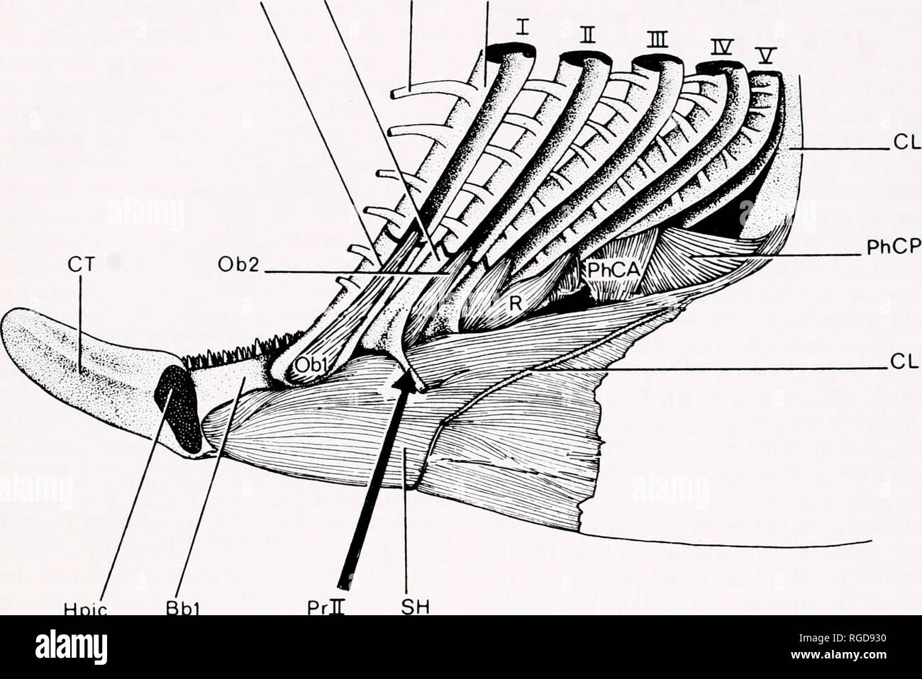 Sternohyoideus hi-res stock photography and images - Alamy