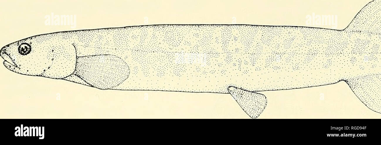 Pelorus river hi-res stock photography and images - Alamy