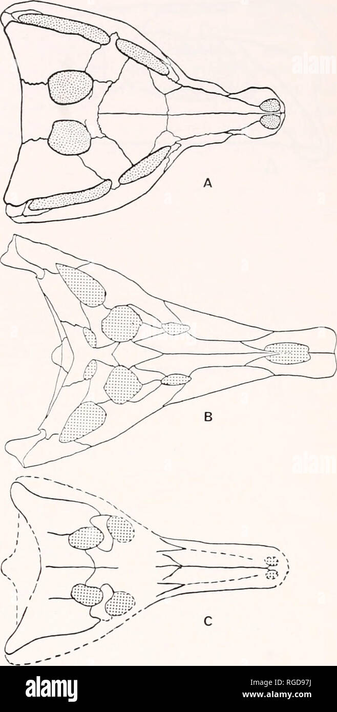Champsa hi-res stock photography and images - Alamy