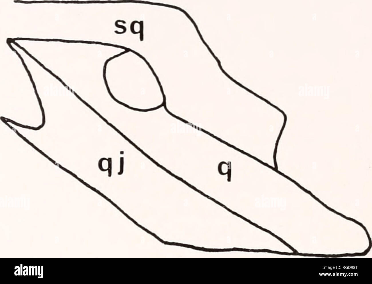 . Bulletin of the Museum of Comparative Zoology at Harvard College ...