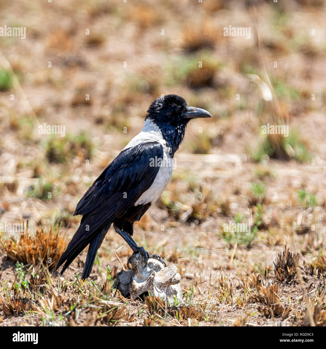 A Pied Crow perched on a bone in Southern African savanna Stock Photo ...