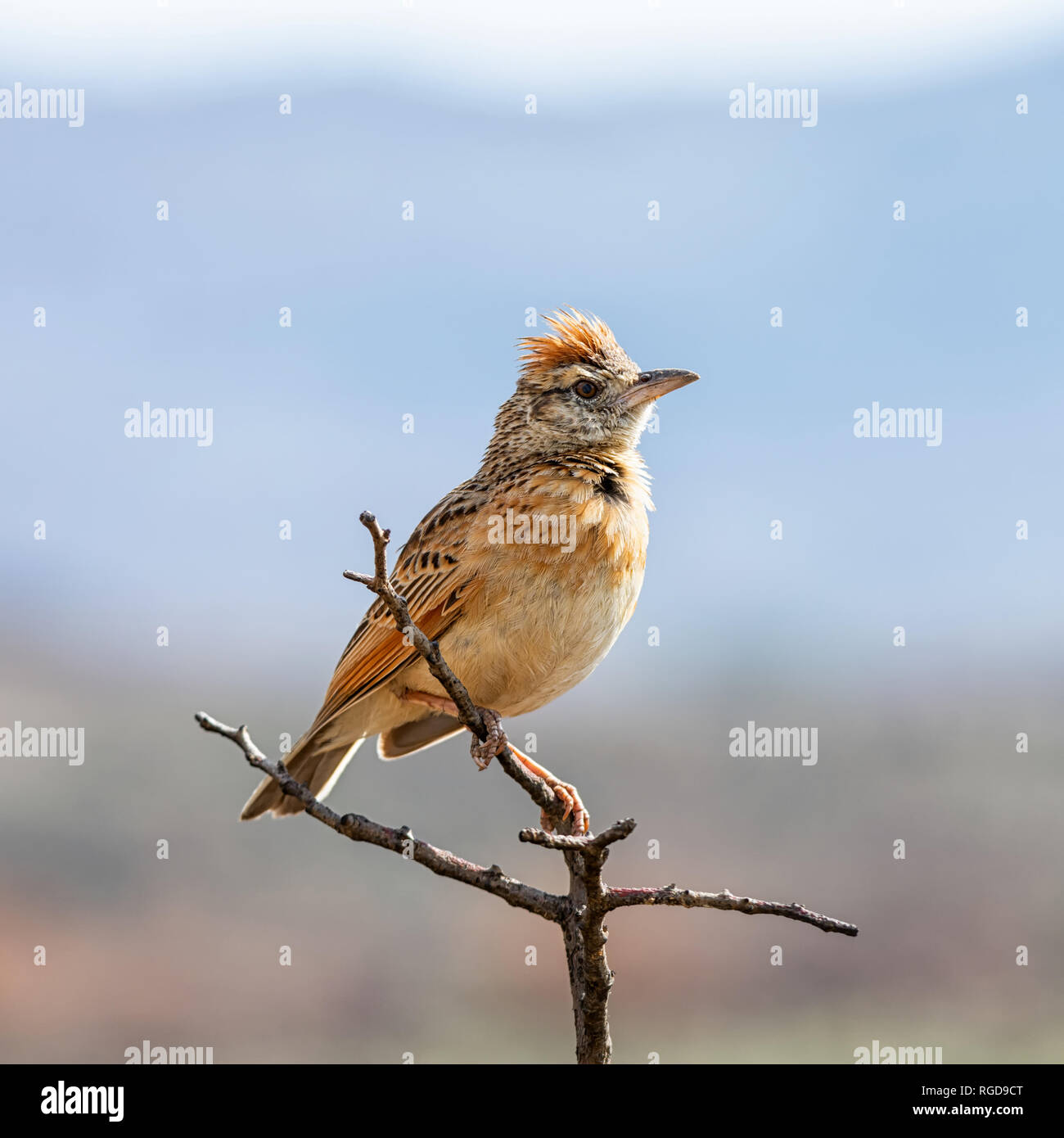 A Rufous-naped Lark perched in a tree in Southern Africa Stock Photo ...