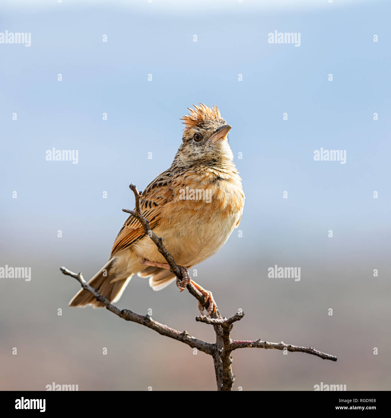 A Rufous-naped Lark perched in a tree in Southern Africa Stock Photo ...