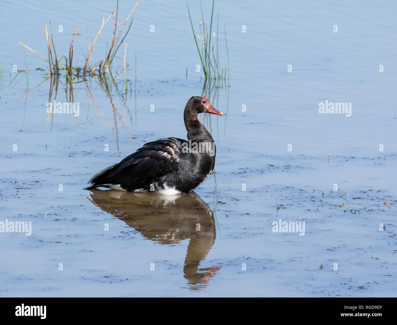 A Spur-winged Fowl in a river in Southern Africa Stock Photo - Alamy