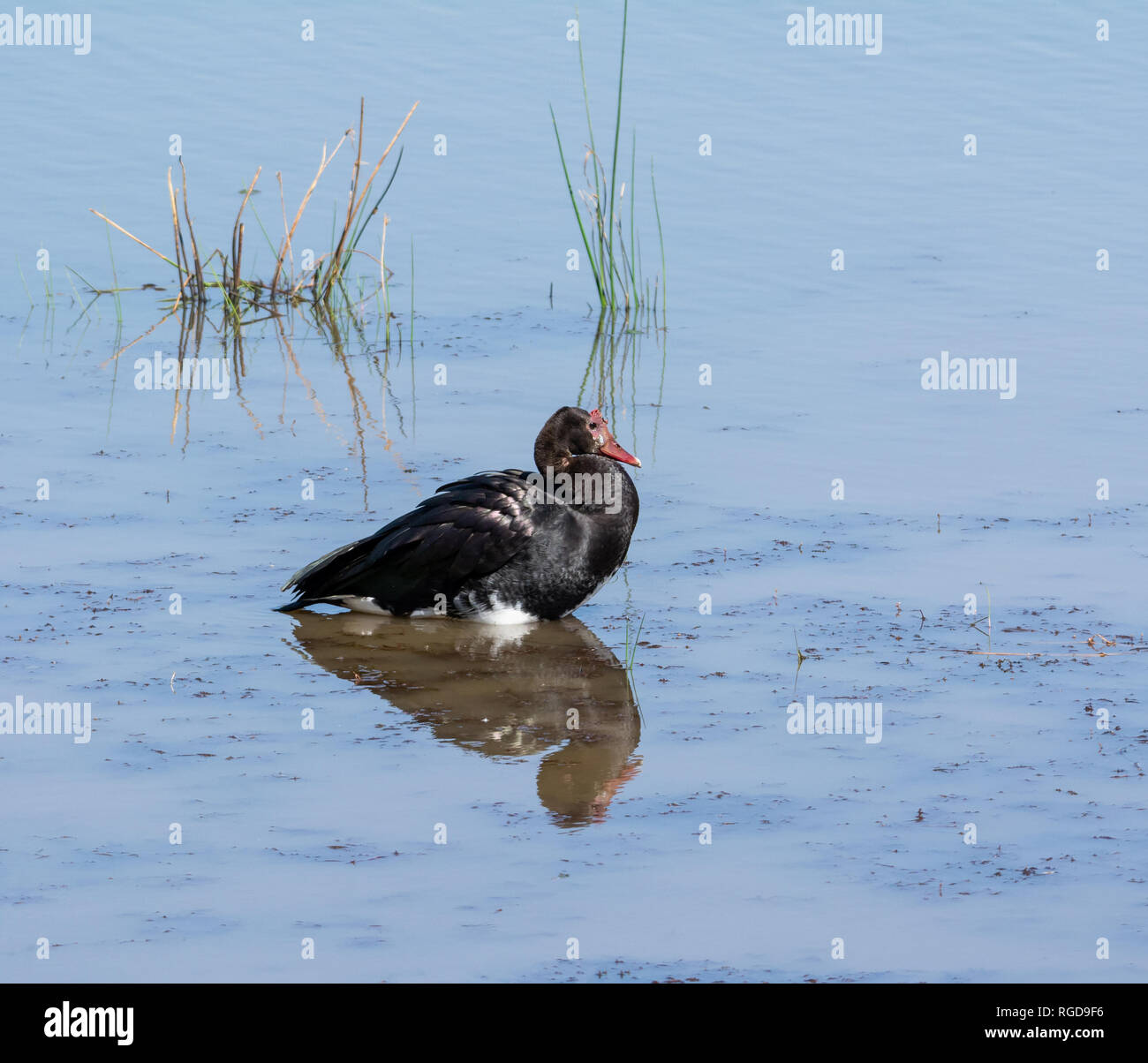 A Spur-winged Fowl in a river in Southern Africa Stock Photo - Alamy