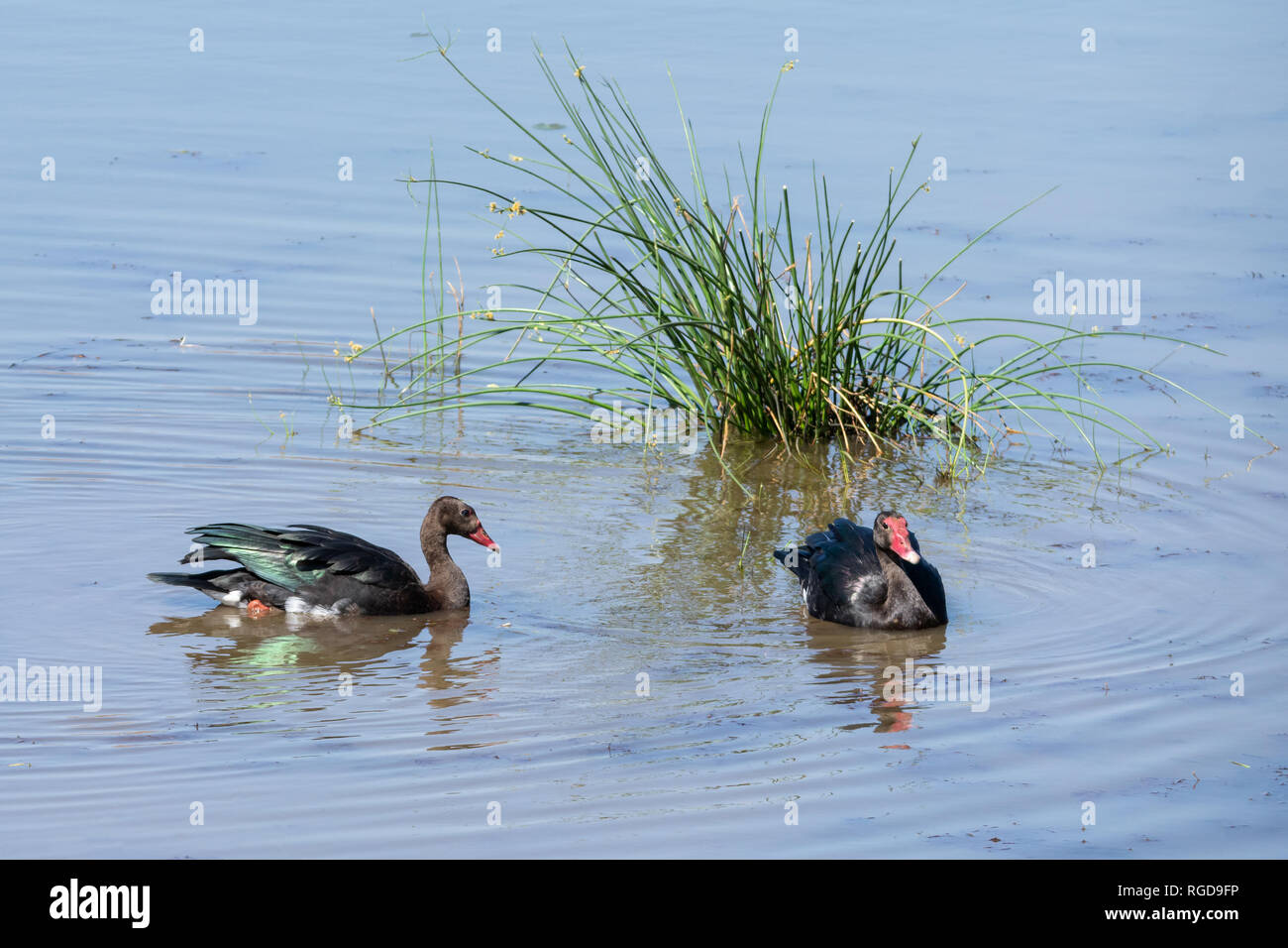 A Spur-winged Fowl in a river in Southern Africa Stock Photo - Alamy