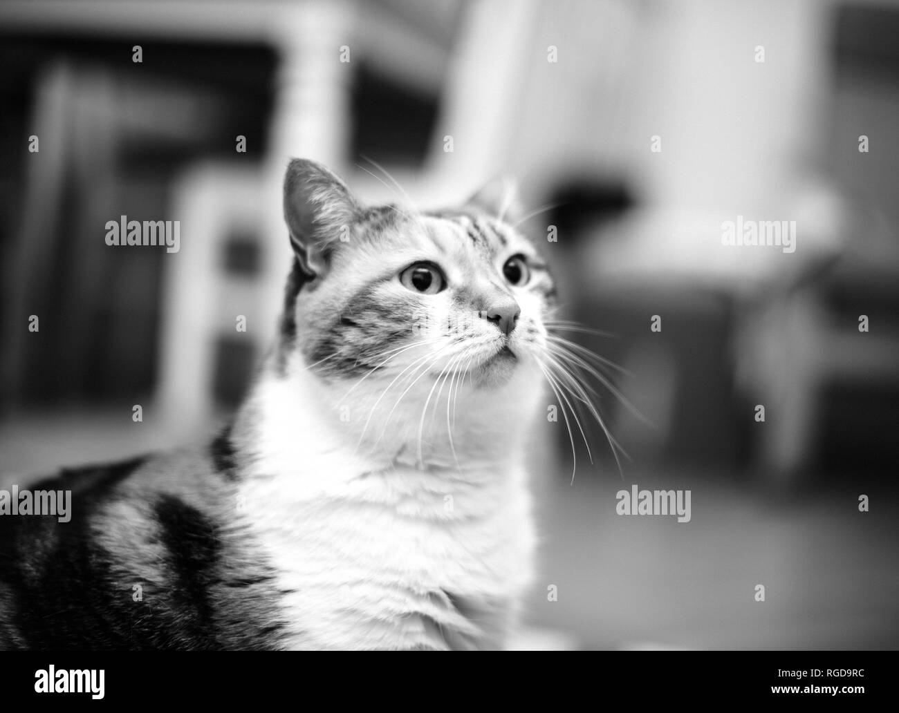Cute portrait of confident serious cat - black and white image Stock ...