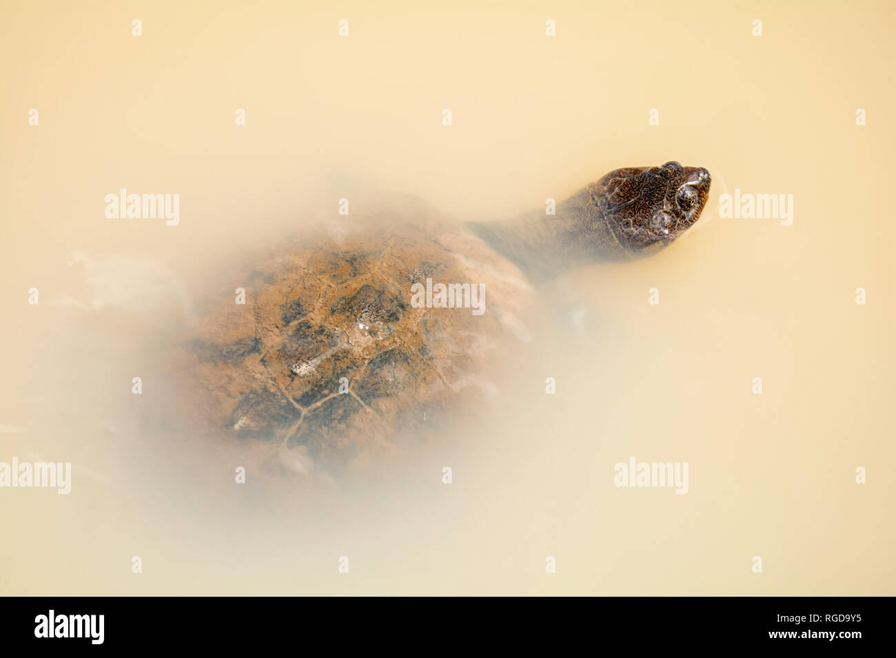 A Terrapin swimming in a river in Southern Africa Stock Photo - Alamy
