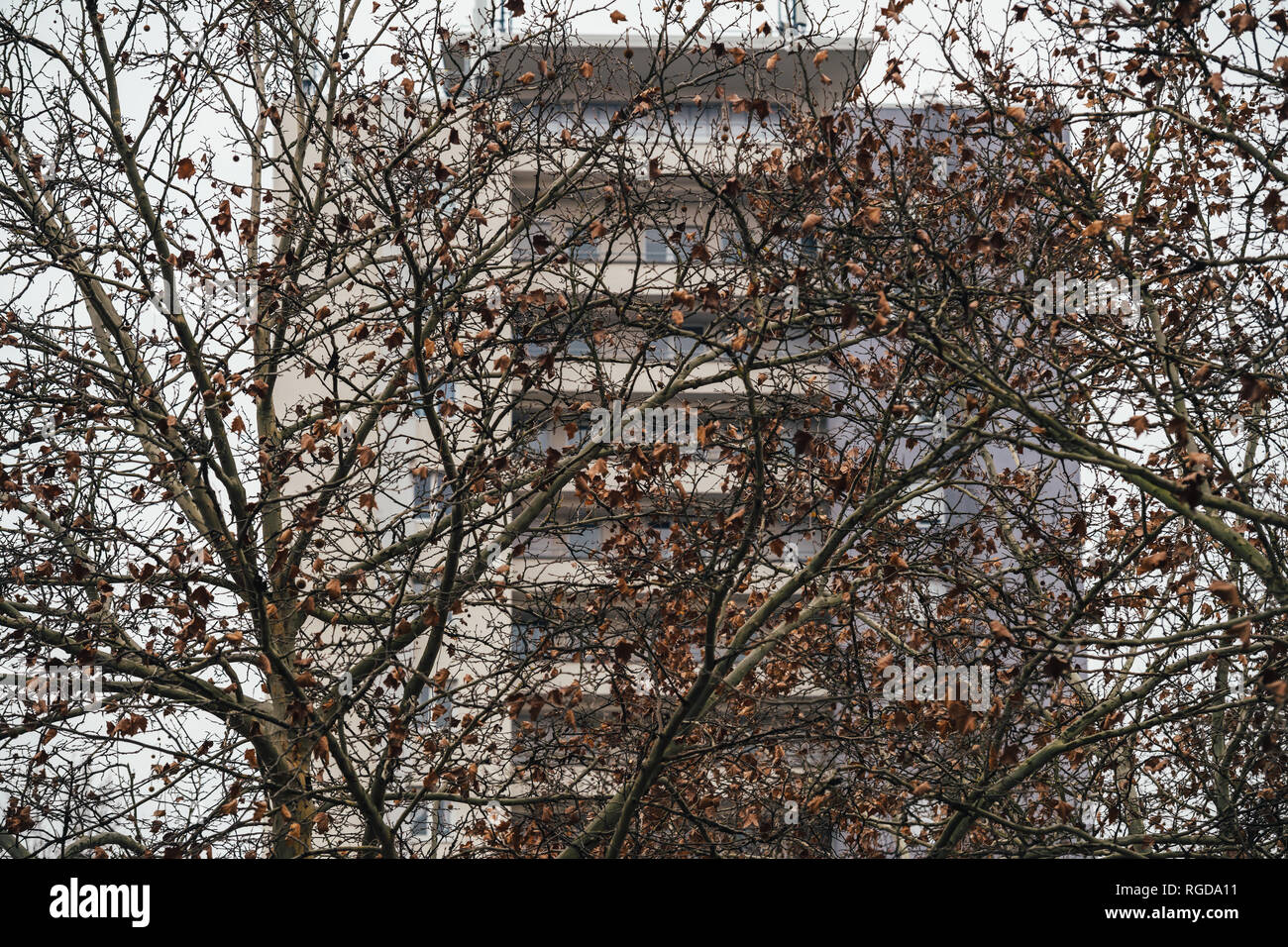 View of tall apartment building in French city with big tree in front ...
