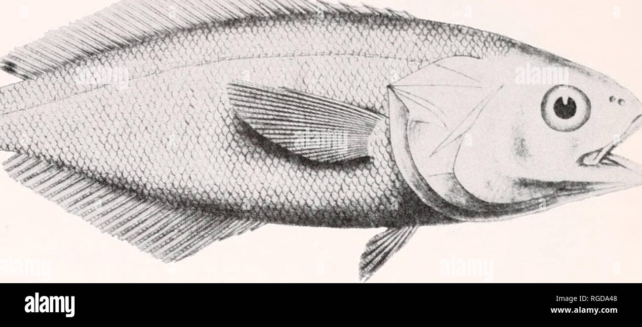 Continuous dorsal fin hi-res stock photography and images - Alamy