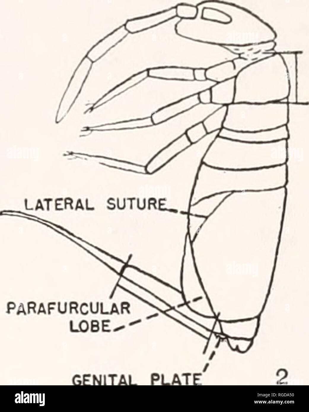 . Bulletin of the Museum of Comparative Zoology at Harvard College ...