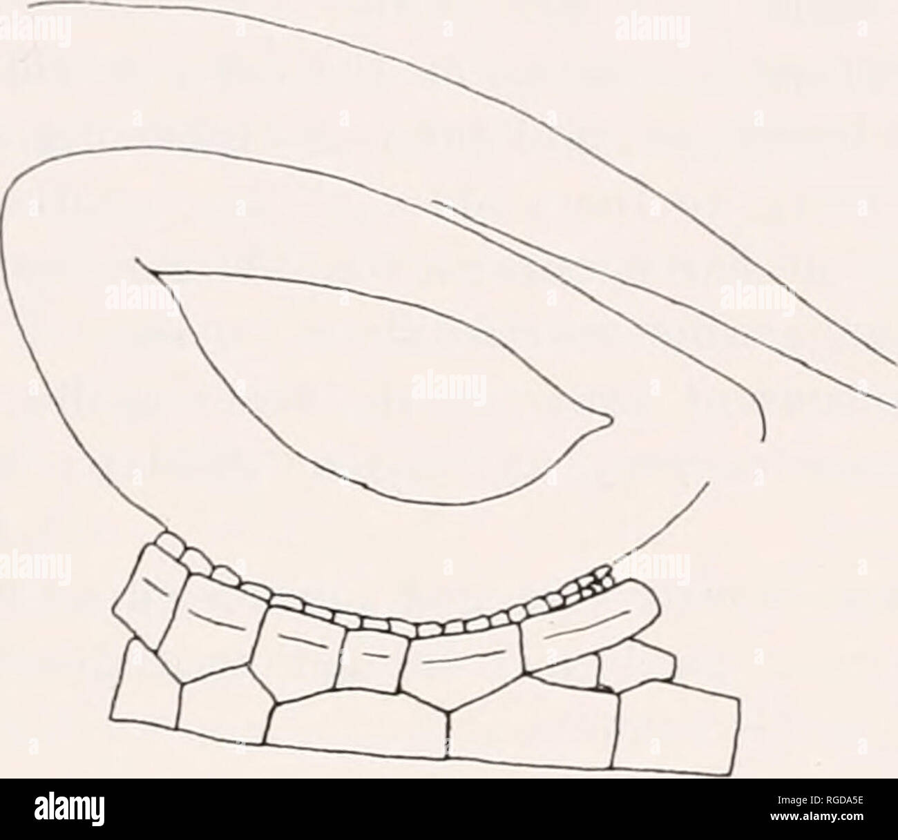 . Bulletin of the Museum of Comparative Zoology at Harvard College ...