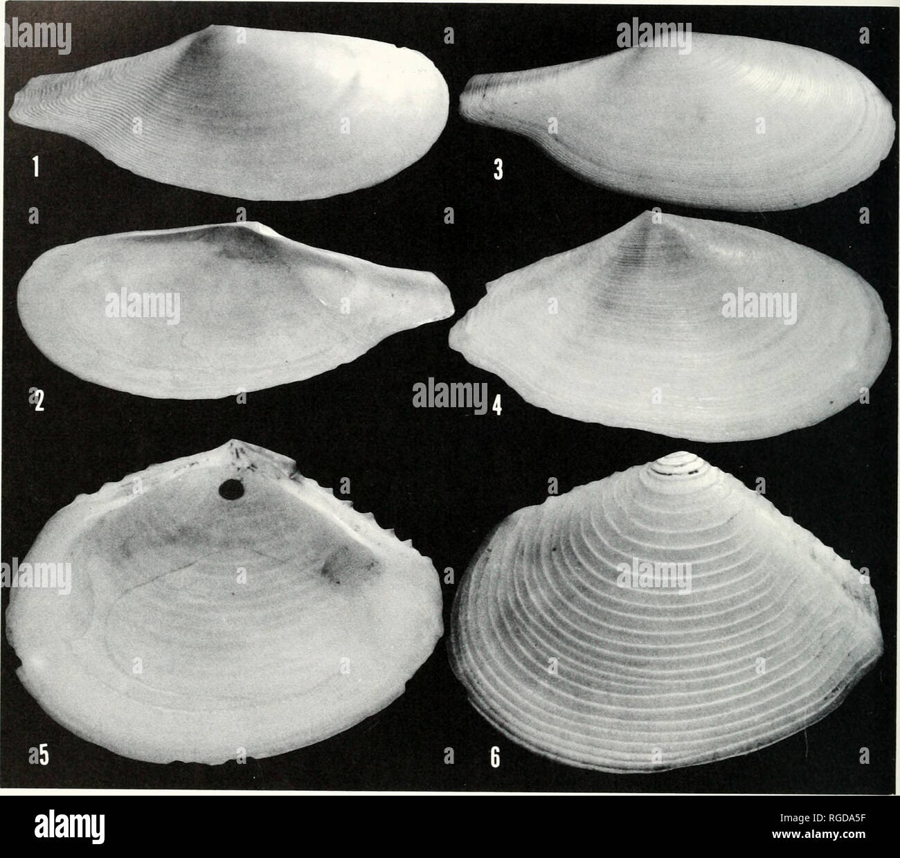 Pharaonella perna hi-res stock photography and images - Alamy