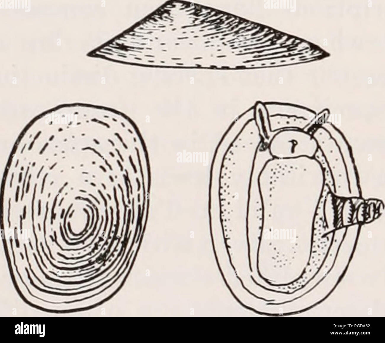 Ferrissia hi-res stock photography and images - Alamy