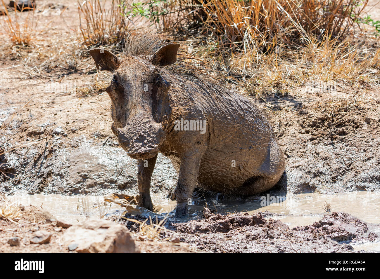 African water hog hi-res stock photography and images - Alamy
