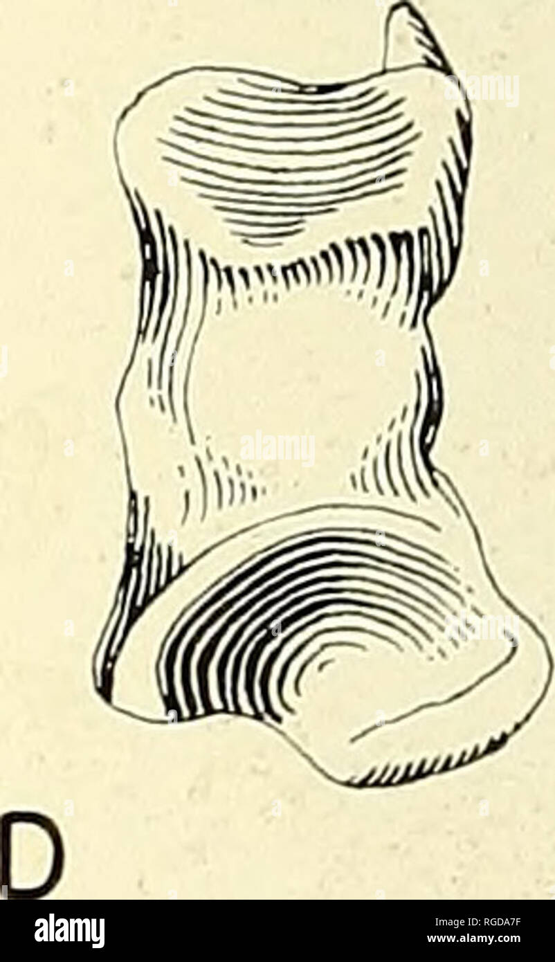 . Bulletin of the Museum of Comparative Zoology at Harvard College ...