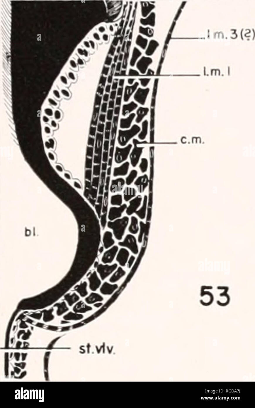 Lm zoology hi-res stock photography and images - Alamy