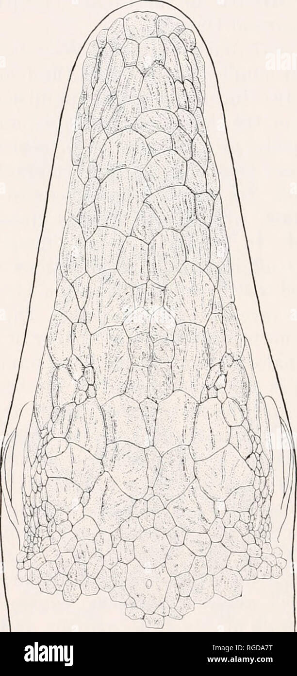 Supraocular scales hi-res stock photography and images - Alamy