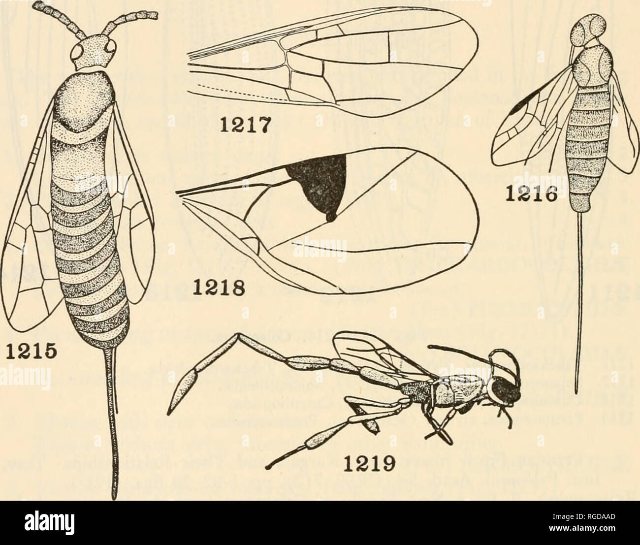Hymenoptera suborder hi-res stock photography and images - Alamy