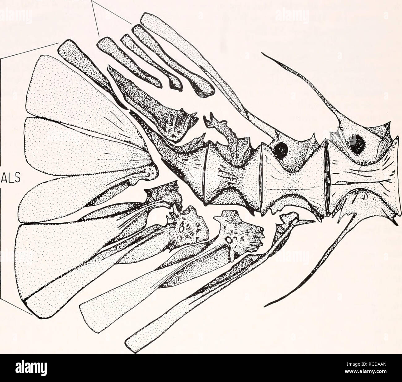 Leirus hi-res stock photography and images - Alamy