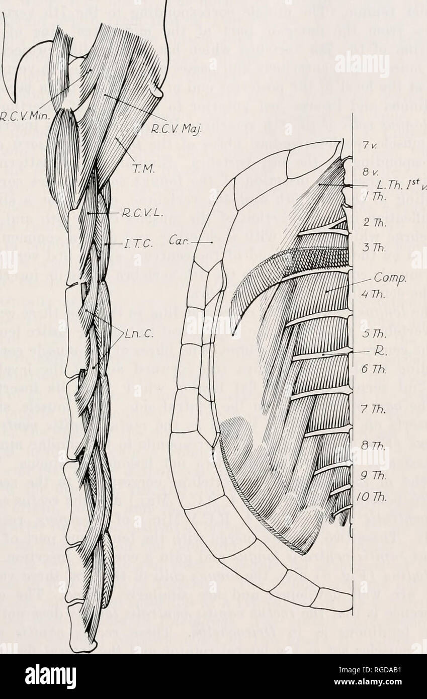 . Bulletin of the Museum of Comparative Zoology at Harvard College ...