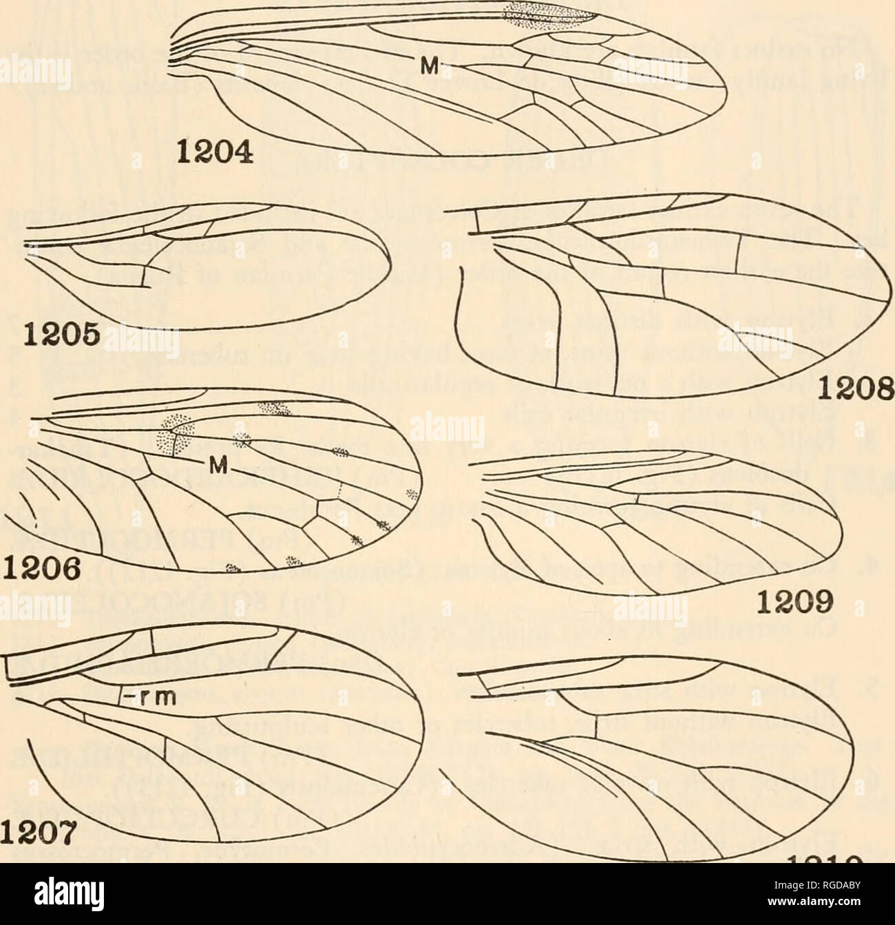 Phoridae hi-res stock photography and images - Alamy