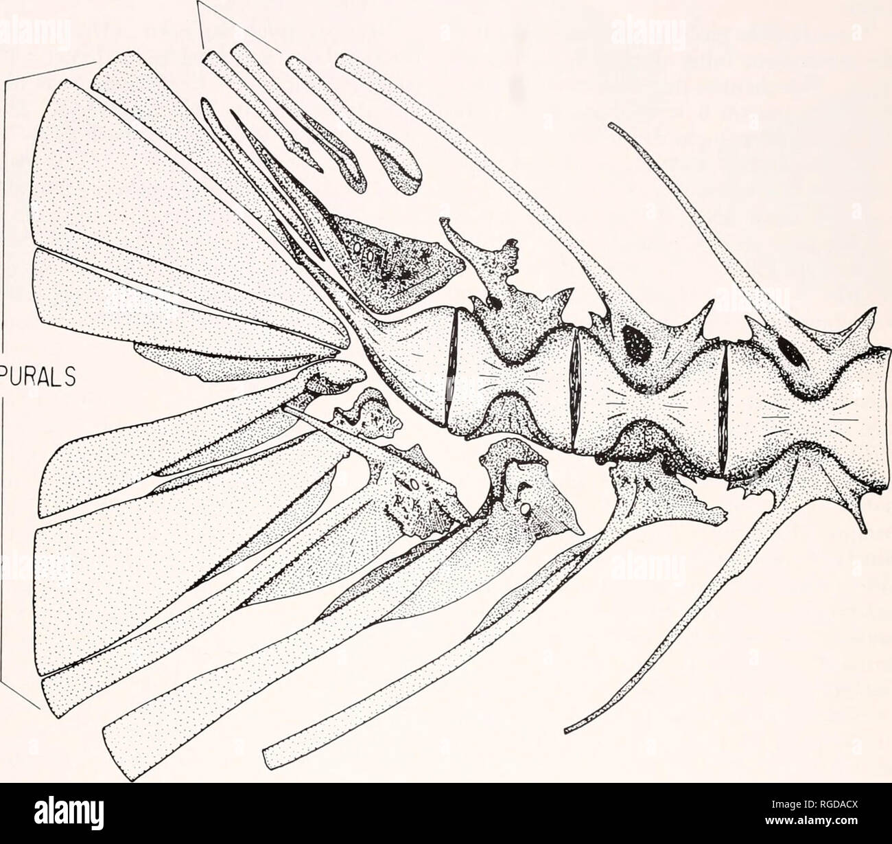 Hyperoglyphe hi-res stock photography and images - Alamy