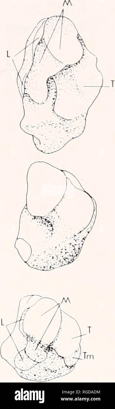 Extensor distal lateral hi-res stock photography and images - Alamy